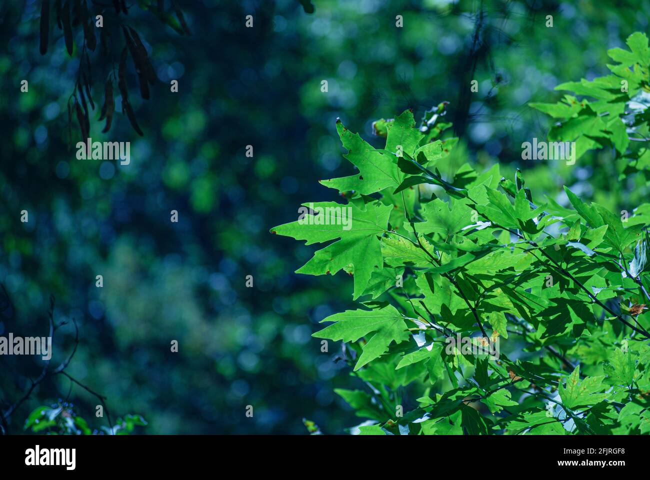 Wilderness tree green flora hi-res stock photography and images - Alamy