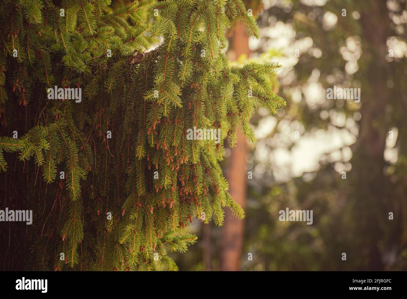 Evergreen pine tree in an european forest Stock Photo - Alamy