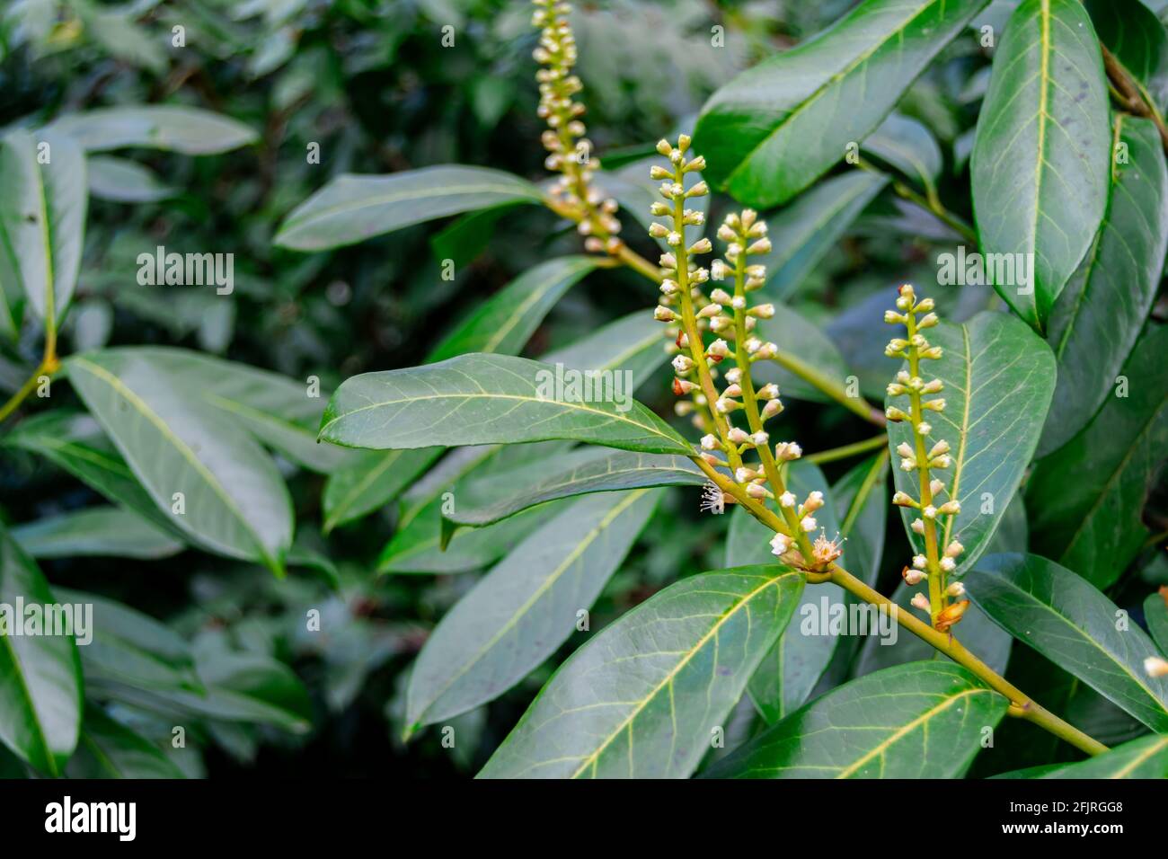 Cherry laurel plant with blooming white flowers and green oily leaves ...