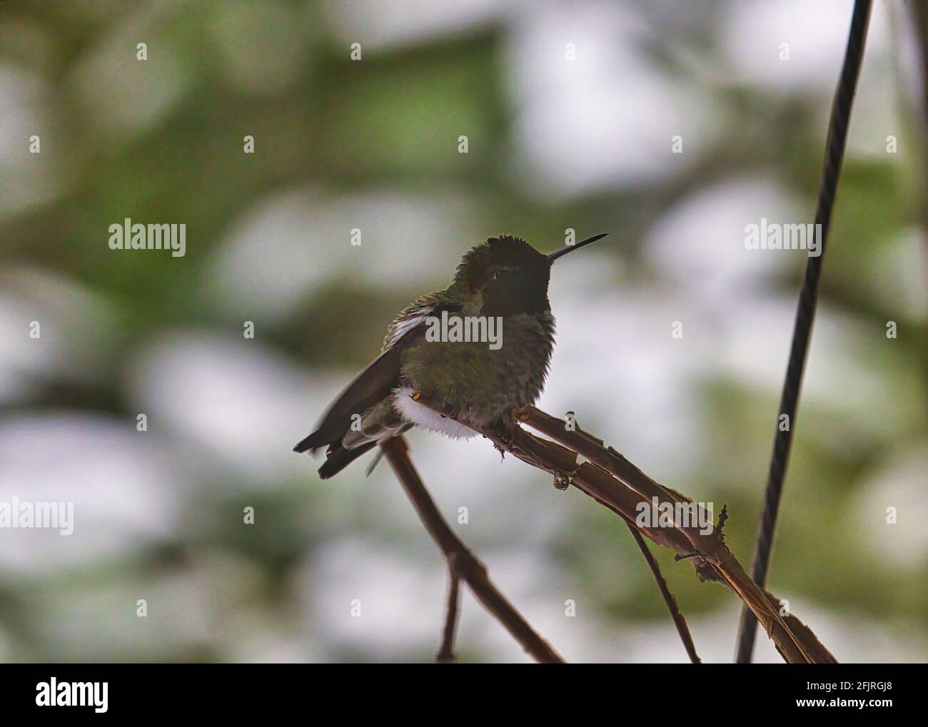 small hummingbird sitting up in a rhododendon in winter snow in shaddow ...