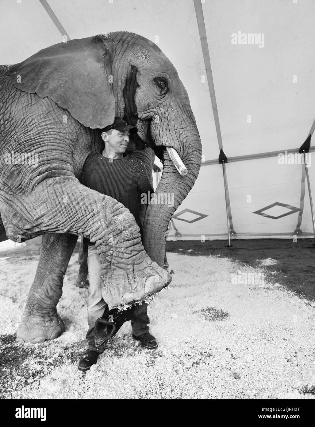 Circus elephants retired hi-res stock photography and images - Alamy