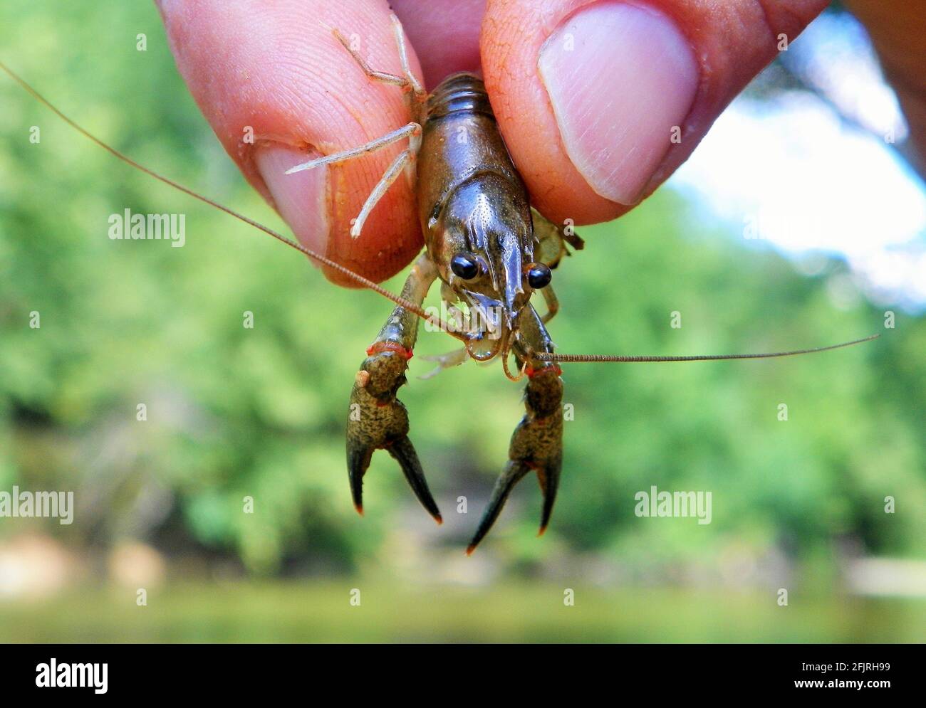 Crawdad hole hi-res stock photography and images - Alamy