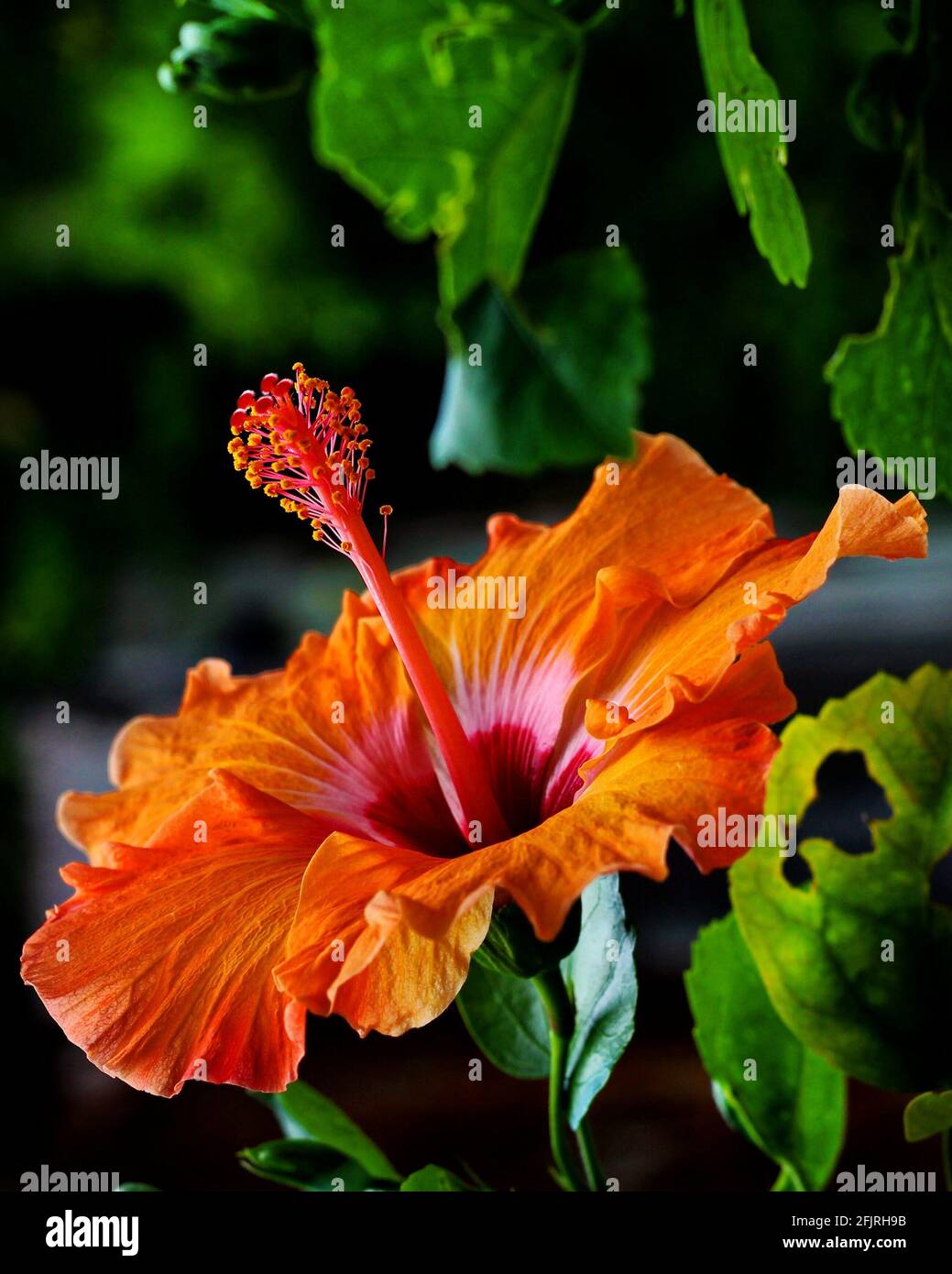 Orange Hibiscus Wallpaper