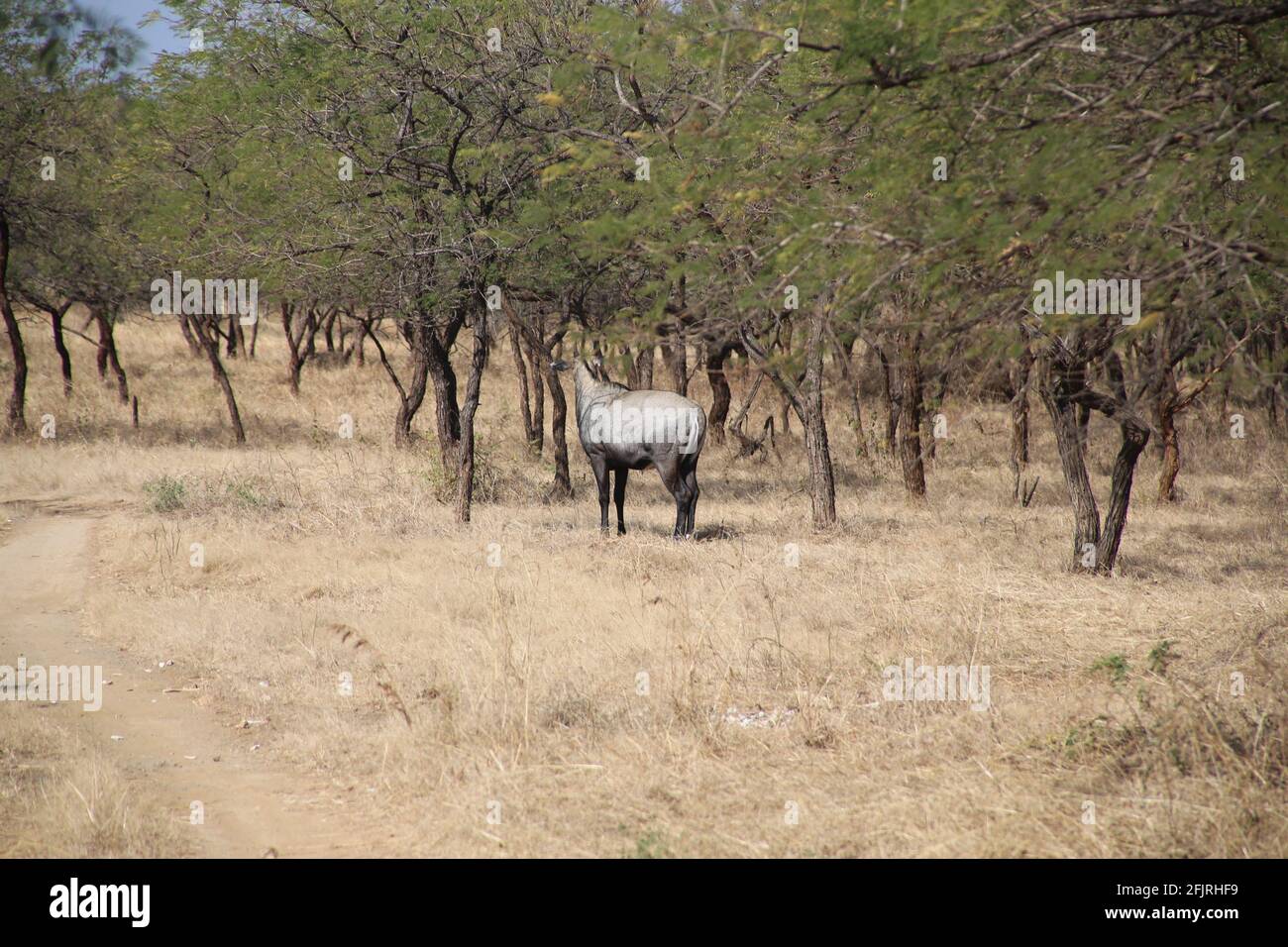 View of gnus animal in the zoo of Gir, Gujarat, India Stock Photo - Alamy