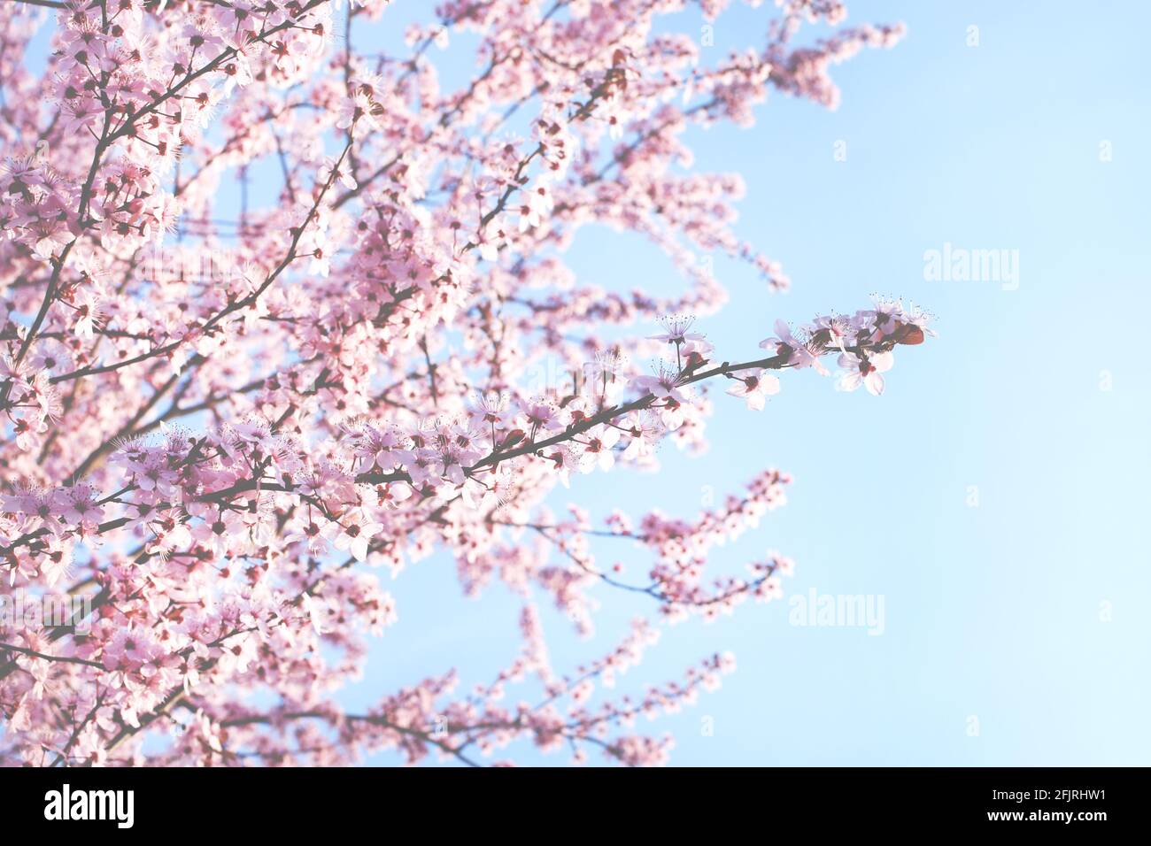 Beautiful blooming trees with pink sakura flowers in spring. Sakura ...