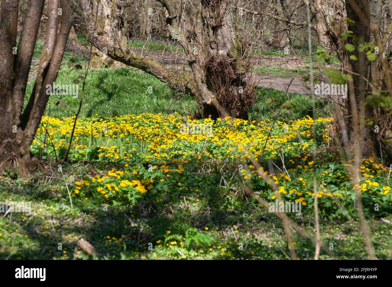 Around the UK - Marsh Marigolds - Wildflowers in the Yarrow Valley ...