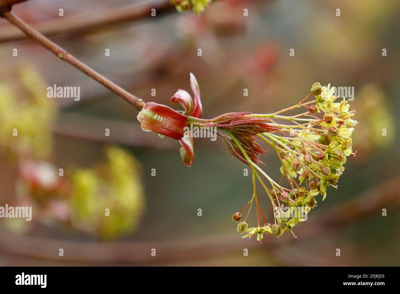 Springtime maple tree hi-res stock photography and images - Alamy