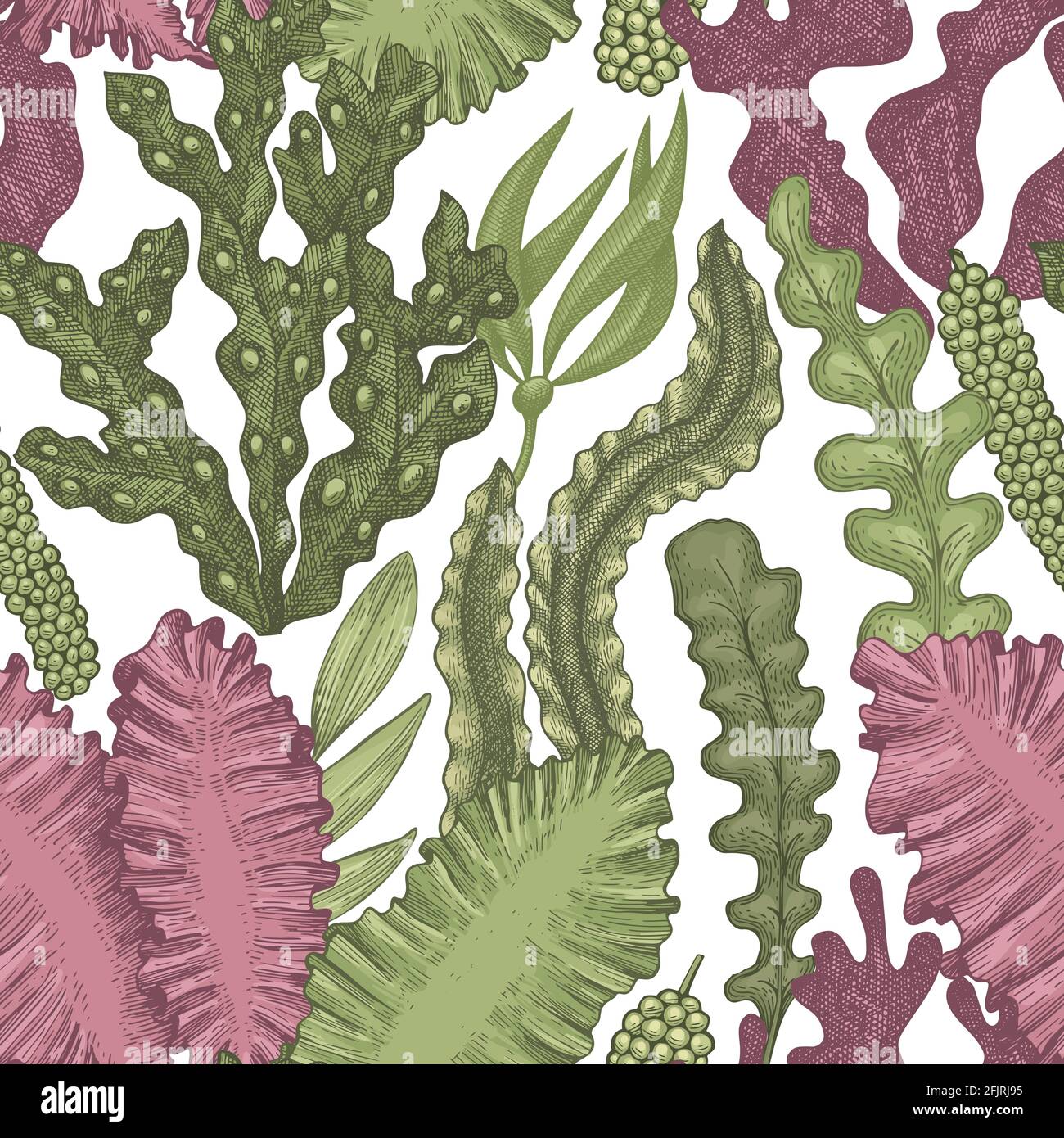Seaweed seamless pattern. Hand drawn vector seaweeds color illustration ...