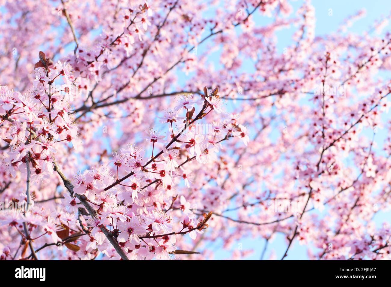 Beautiful blooming trees with pink sakura flowers in spring. Sakura ...