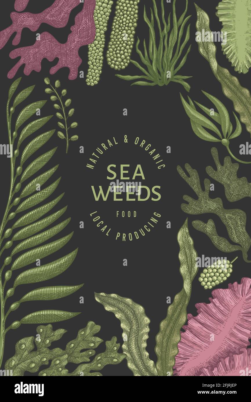 Seaweed design template. Hand drawn vector seaweeds illustration ...