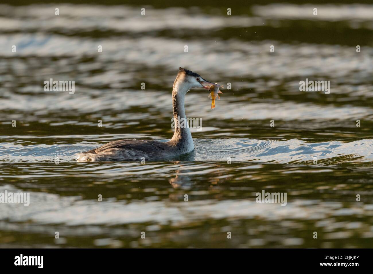Great crested Grebe with perch in bill Stock Photo - Alamy
