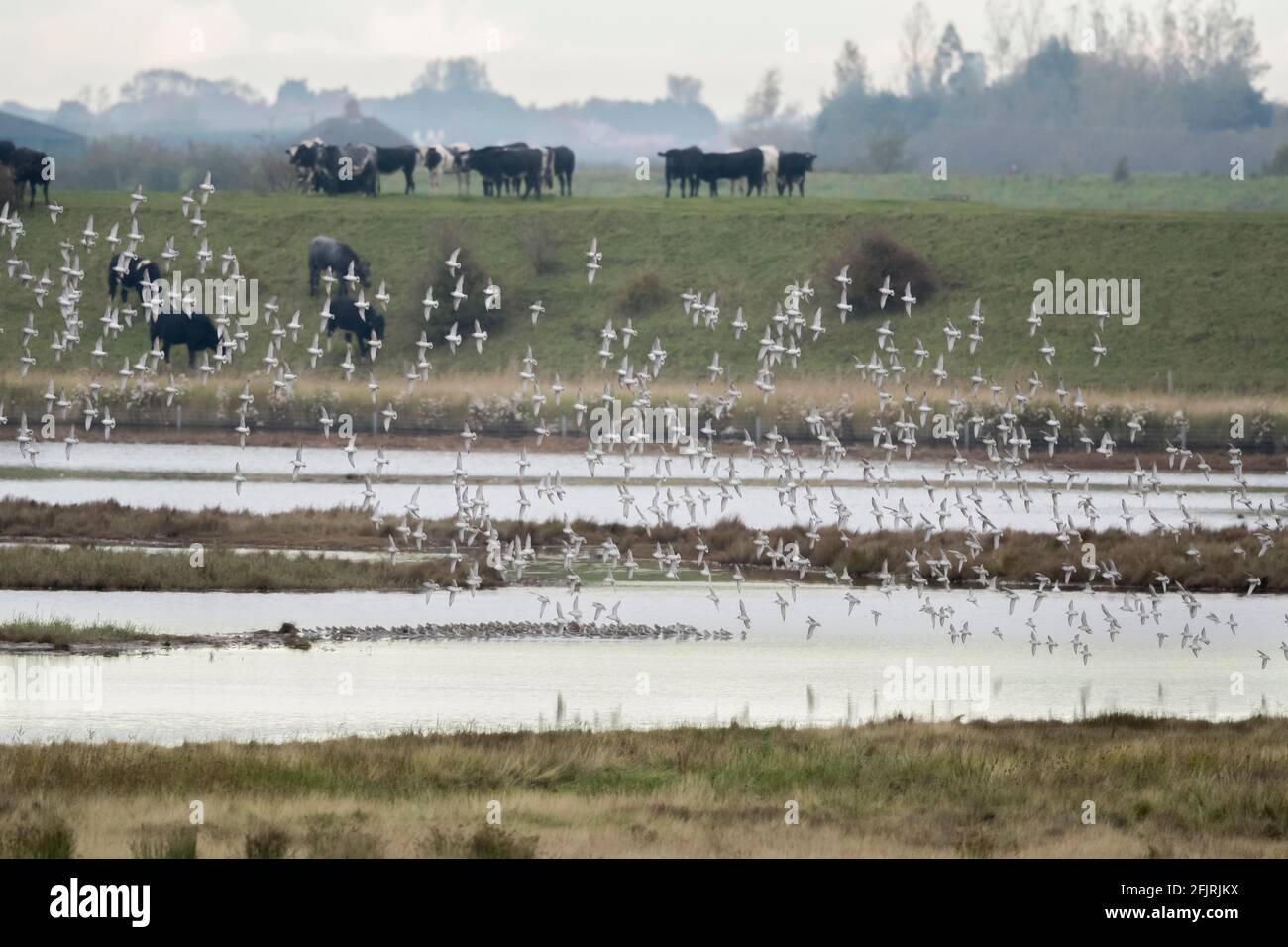 View of Frampton Marsh with Red Knot and cattle Stock Photo - Alamy