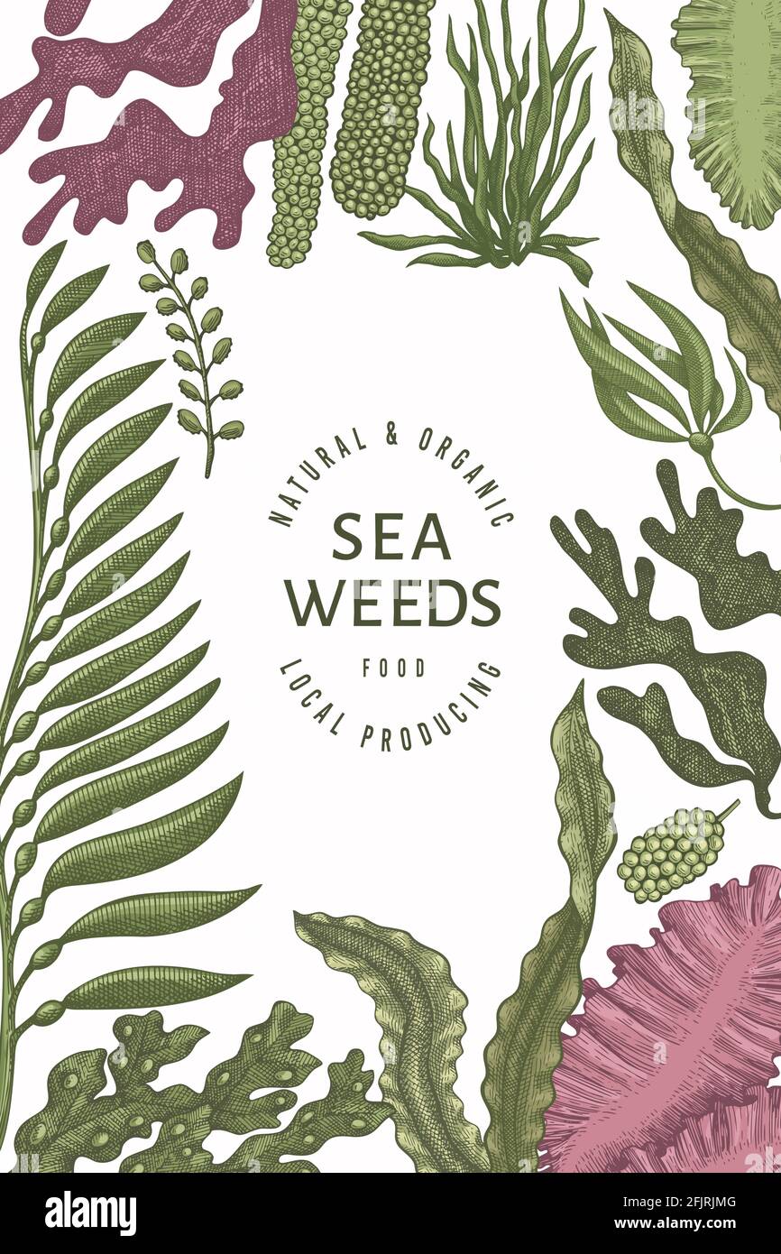 Seaweed design template. Hand drawn vector seaweeds illustration ...