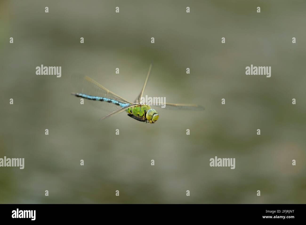Emperor Dragonfly in flight Stock Photo - Alamy