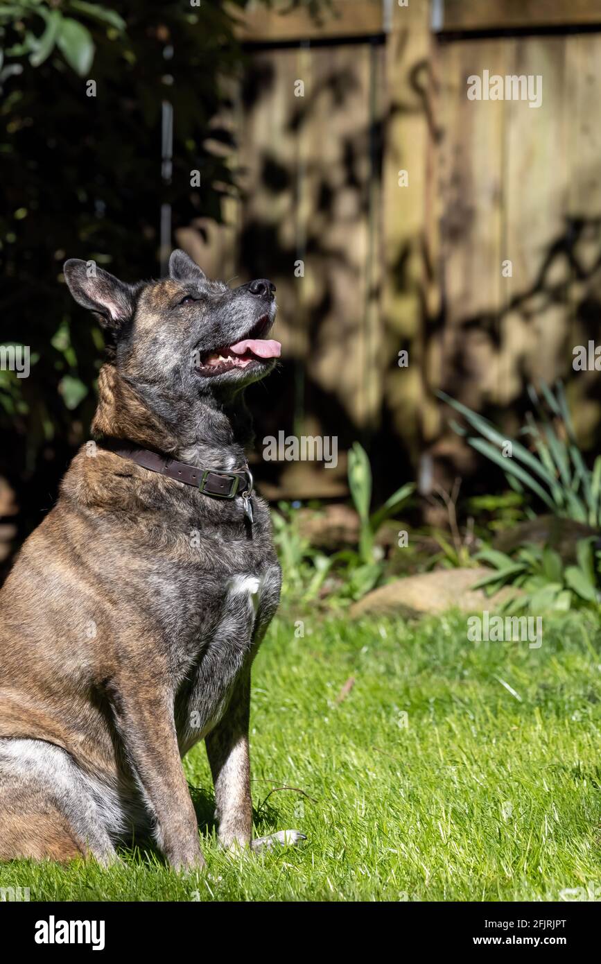 Brindle fur pattern hi-res stock photography and images - Alamy