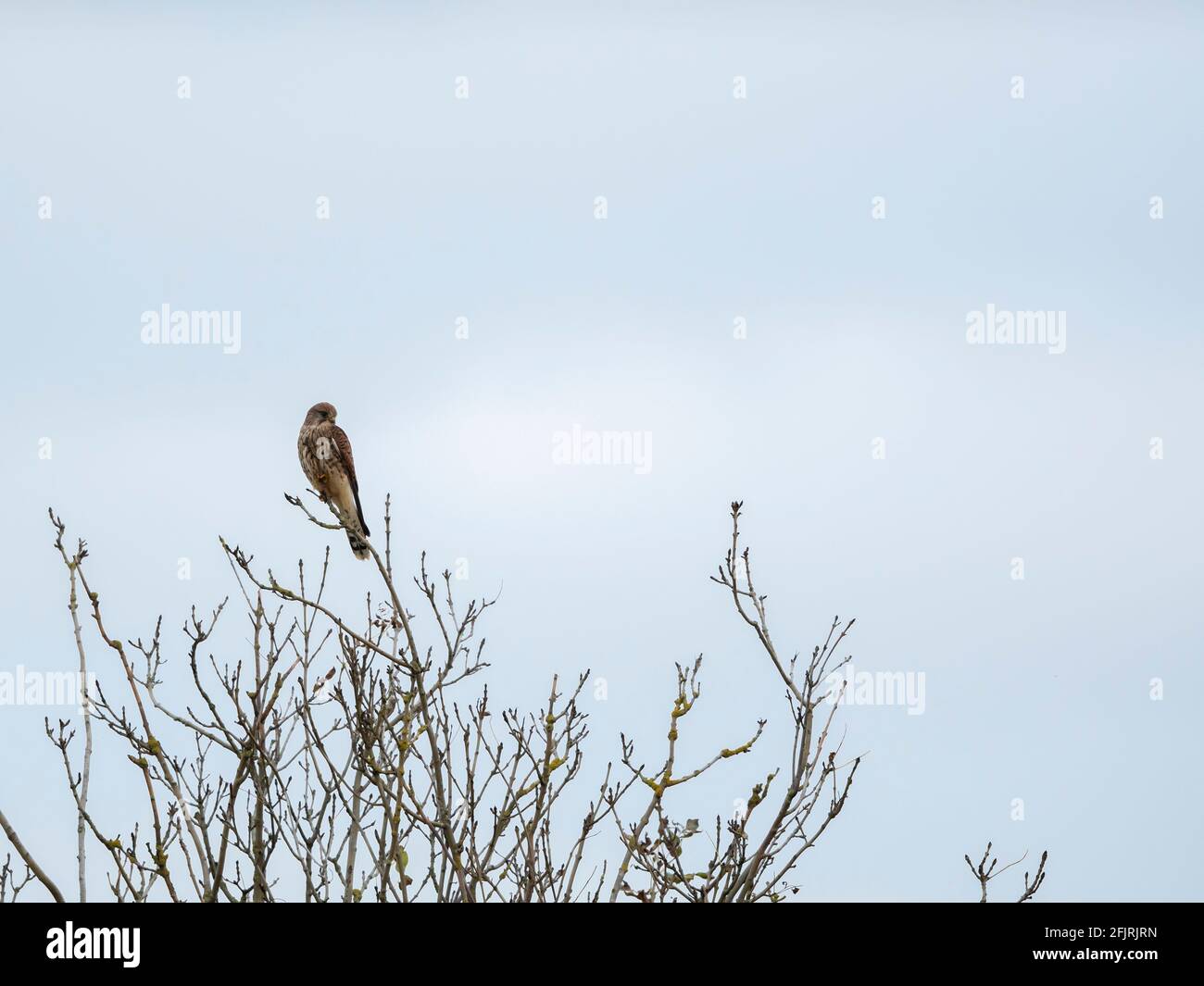 Female kestrel in tree top hi-res stock photography and images - Alamy