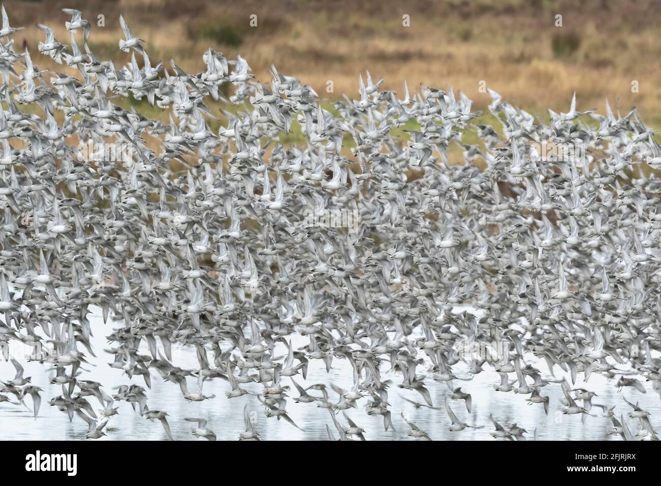 Dense flock of Red Knot in flight Stock Photo - Alamy