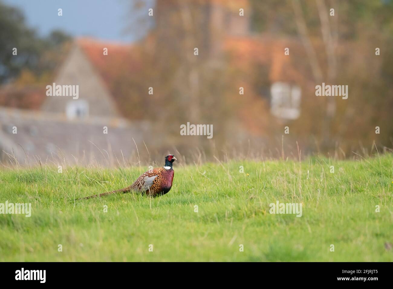 Cock Pheasant side view Stock Photo - Alamy