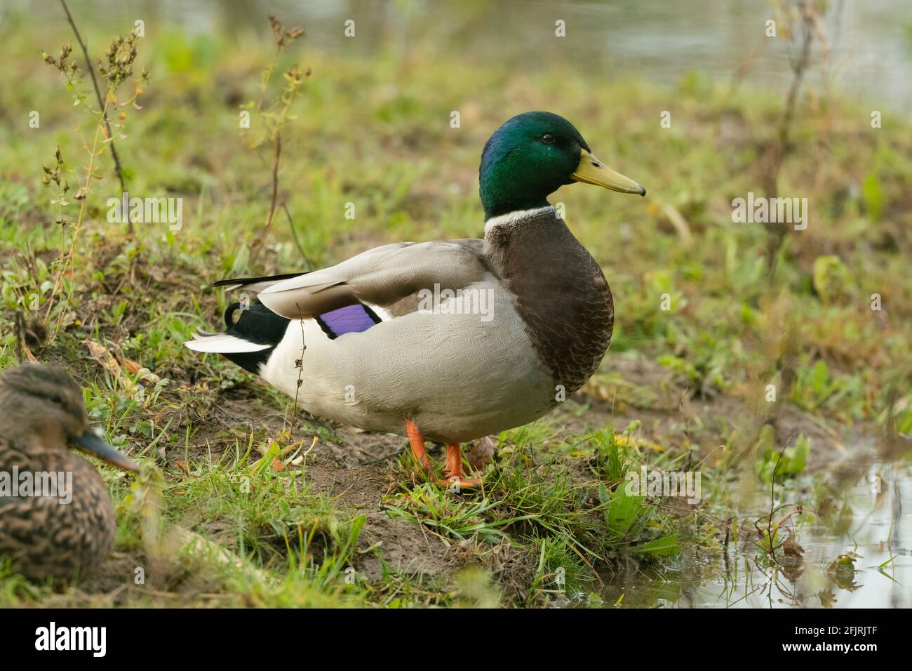 Drake mallard plumage hi-res stock photography and images - Alamy