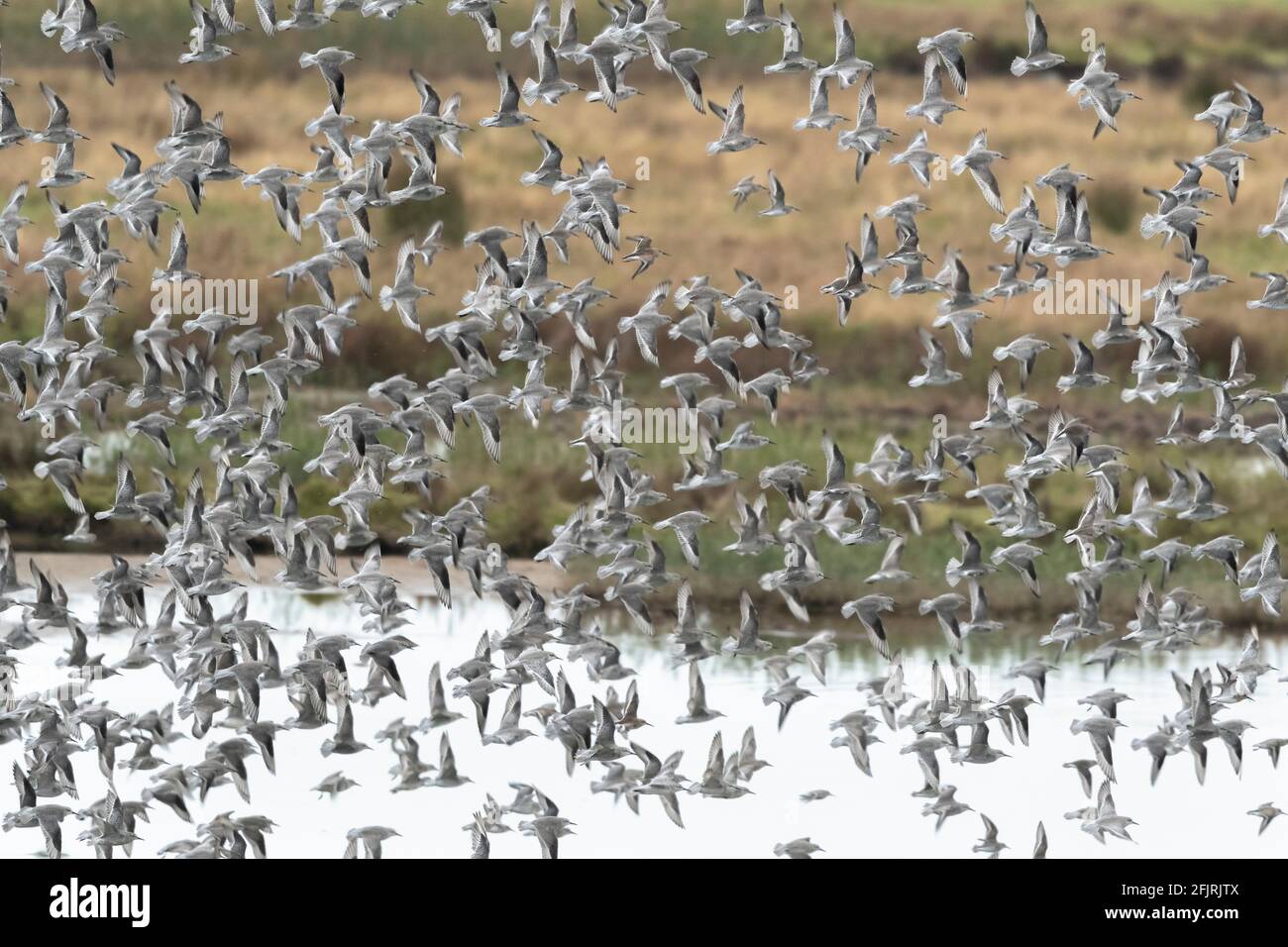 The red knot hi-res stock photography and images - Alamy