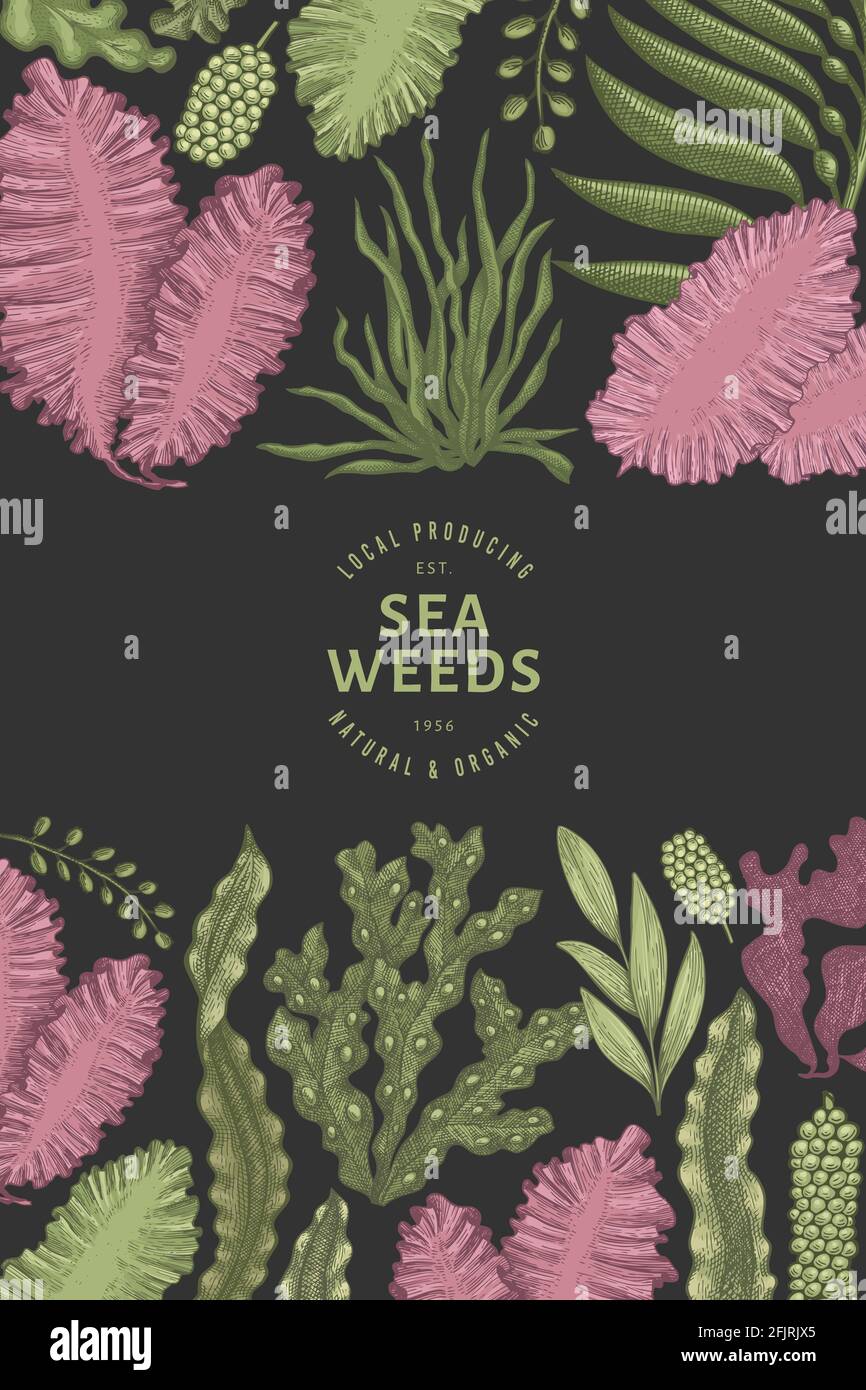 Seaweed design template. Hand drawn vector seaweeds illustration ...