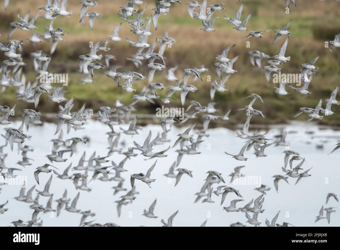 Flock knot calidris canutus in hi-res stock photography and images - Alamy