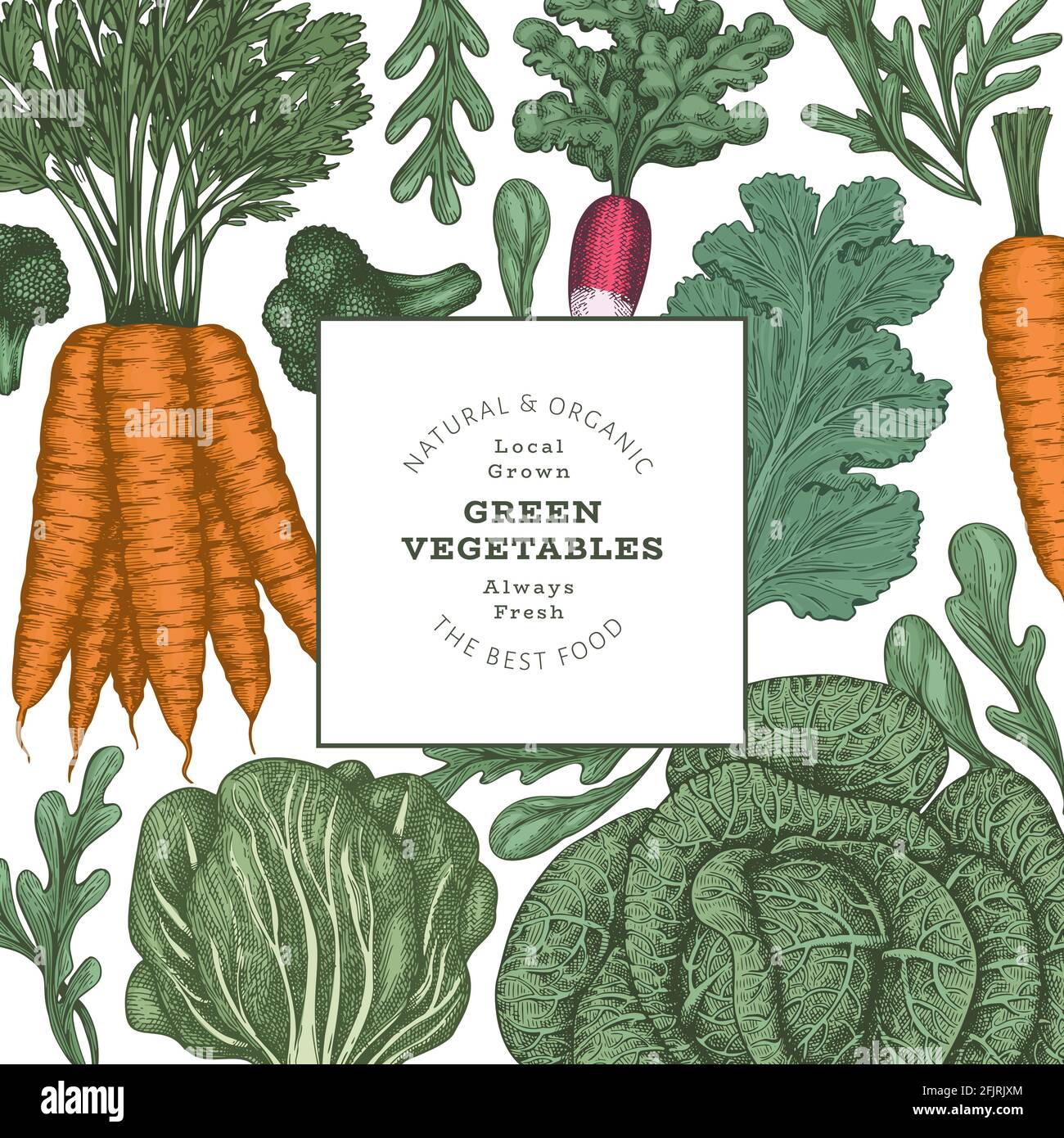 Savoy cabbage vegetables Stock Vector Images - Alamy