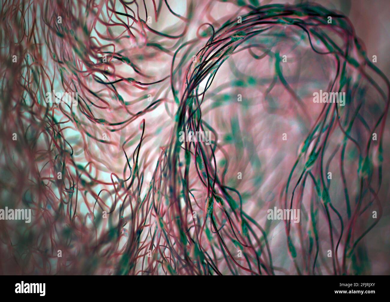 abstract womens face garden netting Stock Photo - Alamy