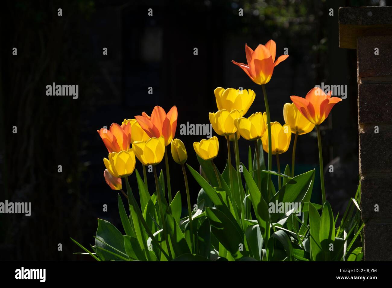 Dark Tulips High Resolution Stock Photography and Images - Alamy