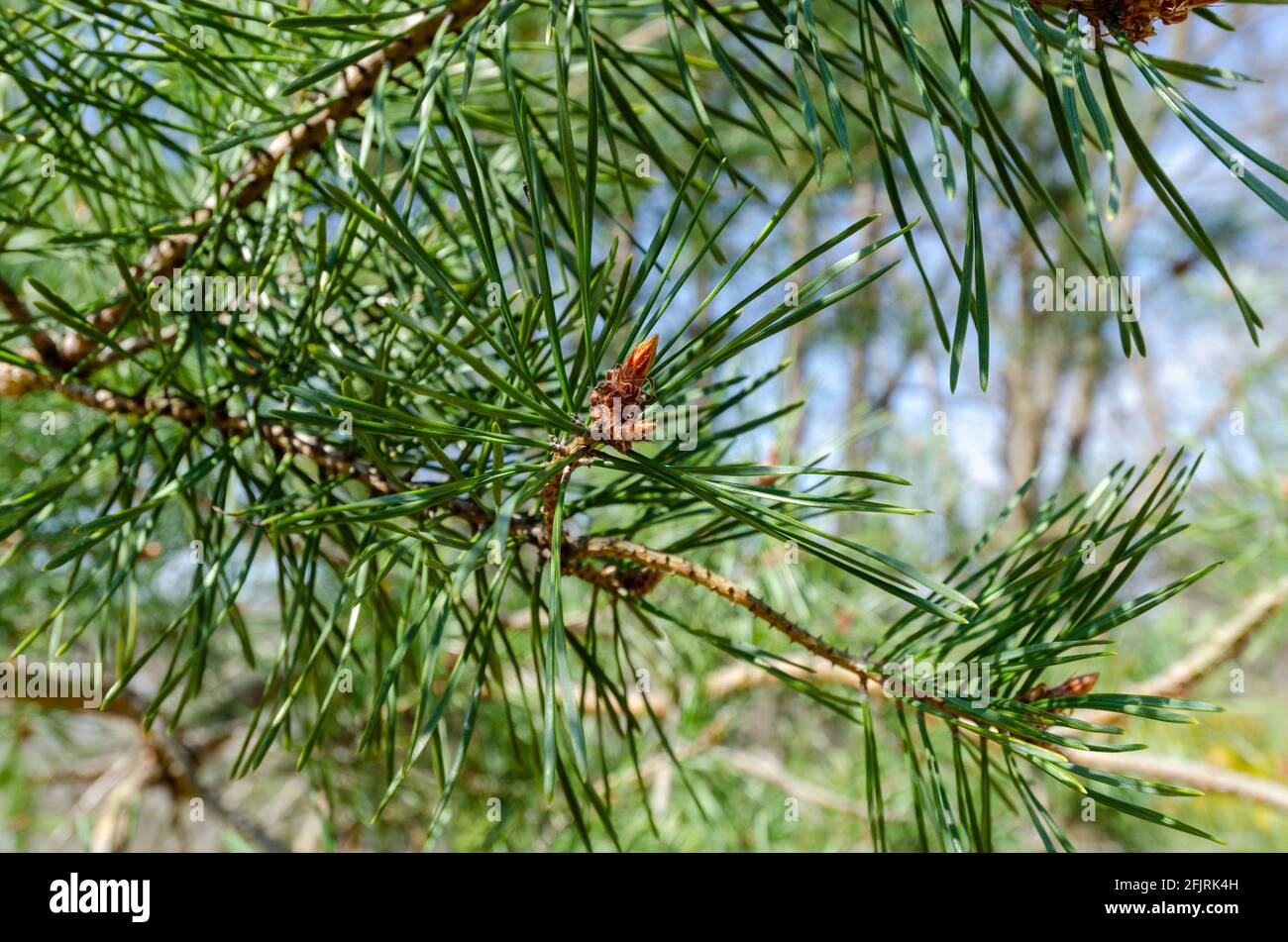 Pine cone forming on the end of a pine tree branch Stock Photo - Alamy