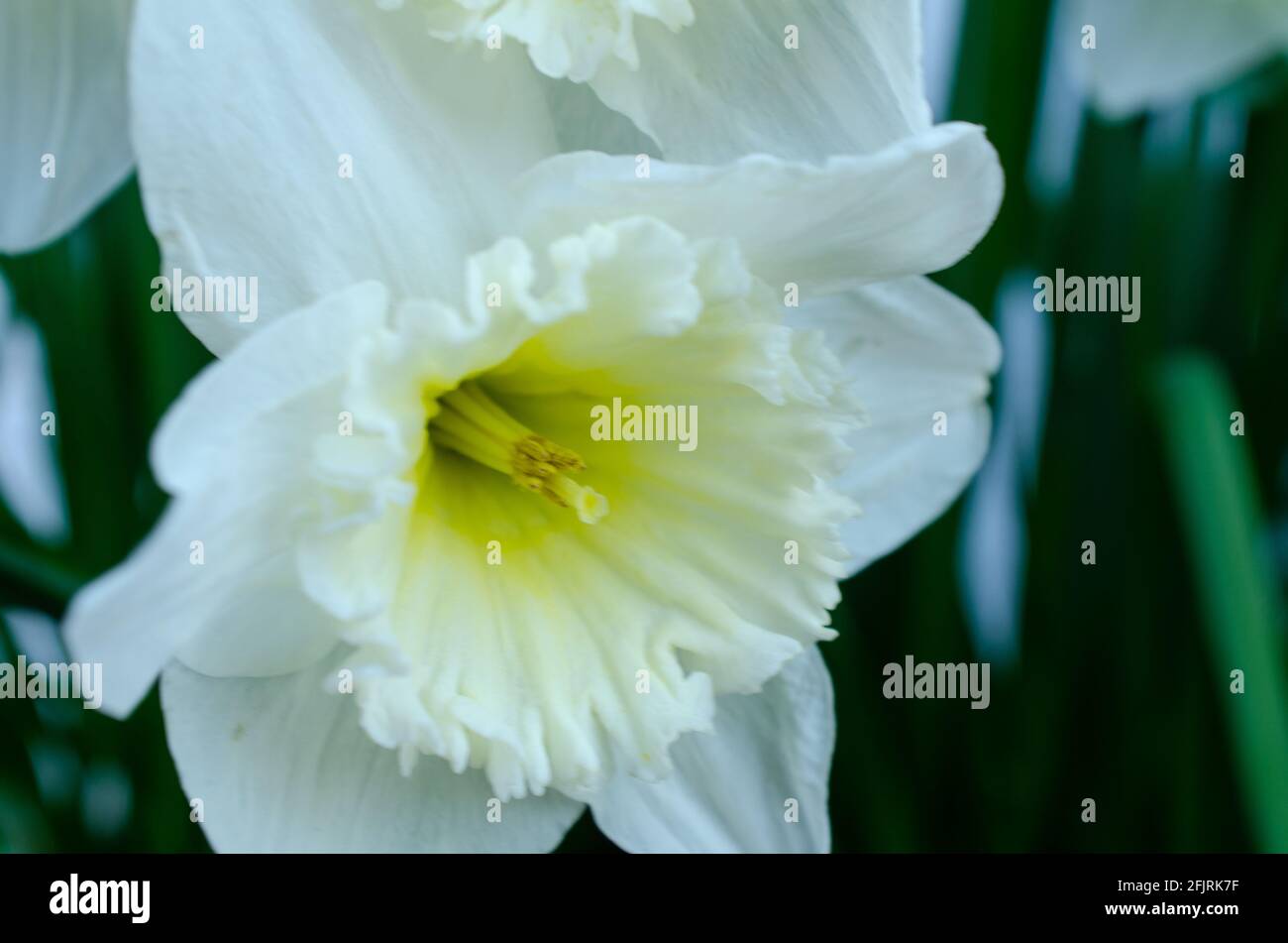 Outdoor landscape daffodil hi-res stock photography and images - Alamy