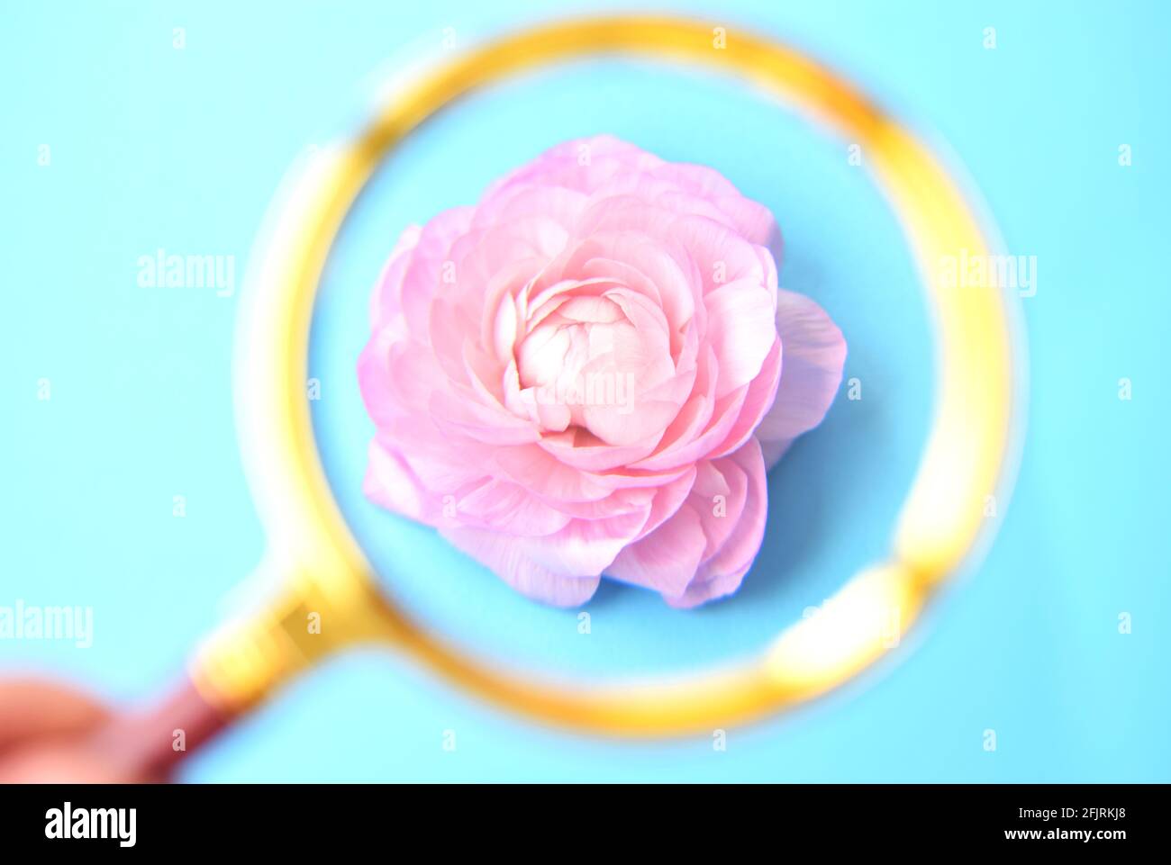 Magnifying flower hi-res stock photography and images - Alamy