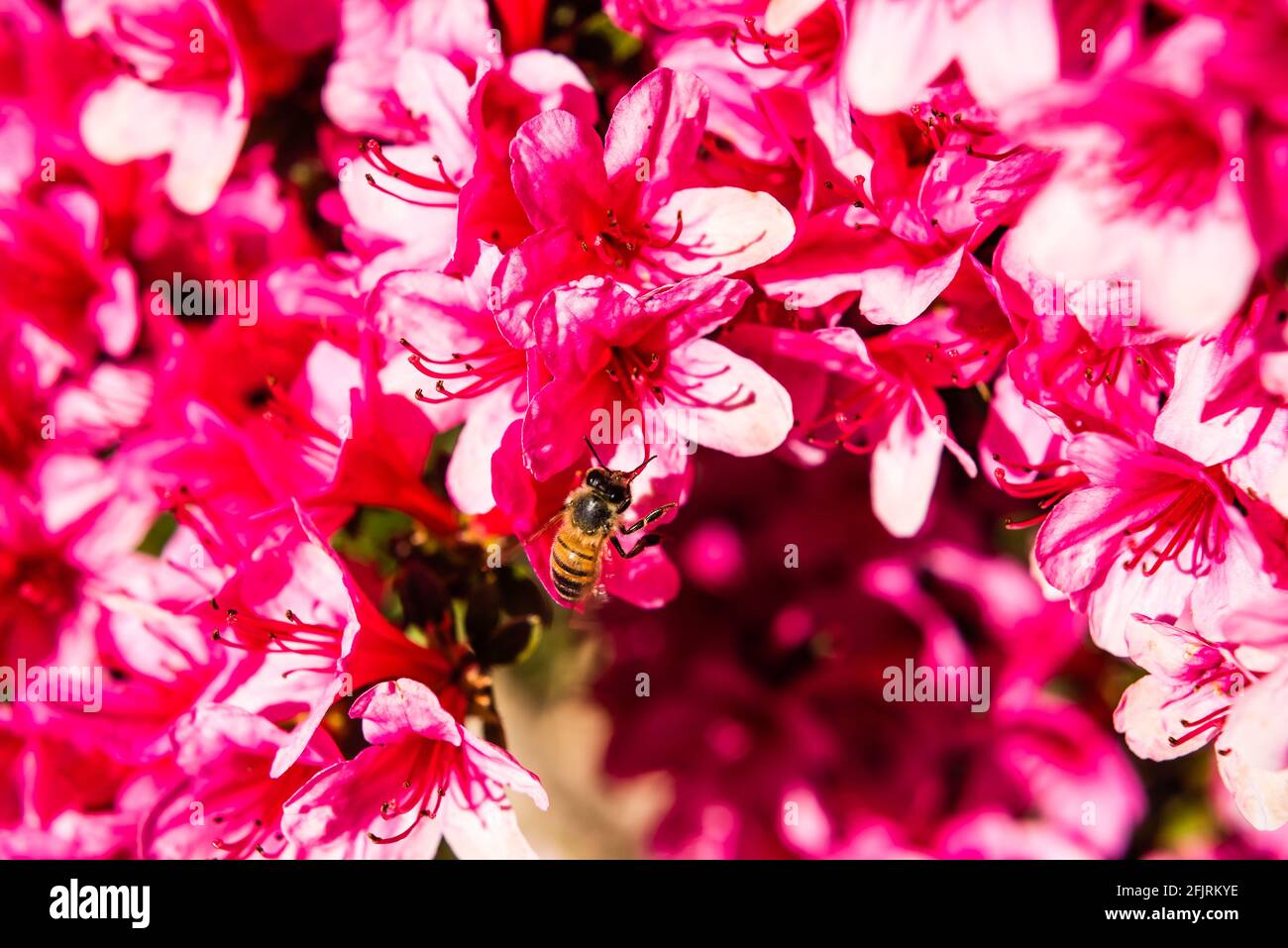 A Bee collecting Honey on a Azalea Madame van Hecke, growing in a ...