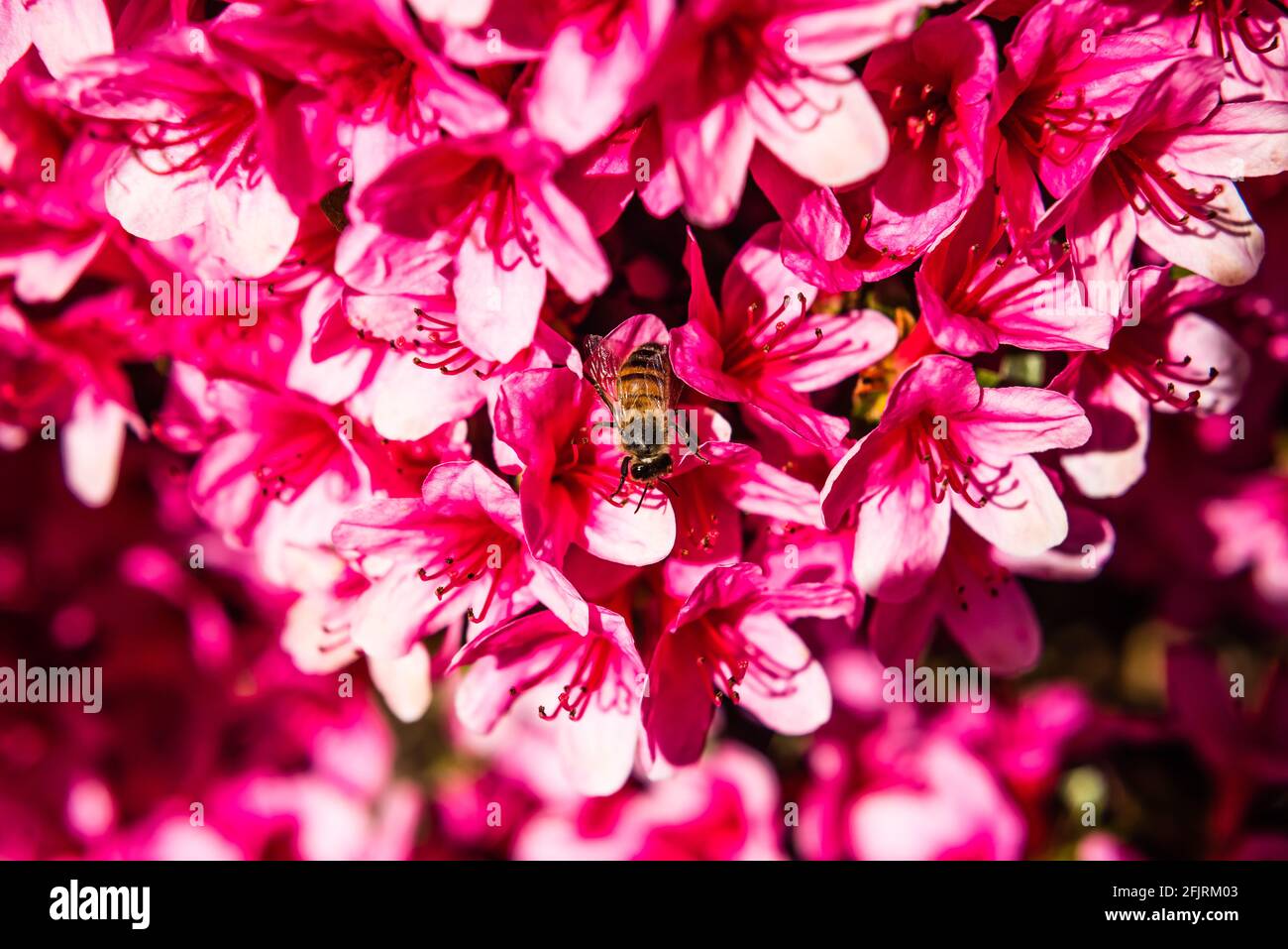 A Bee collecting Honey on a Azalea Madame van Hecke, growing in a ...