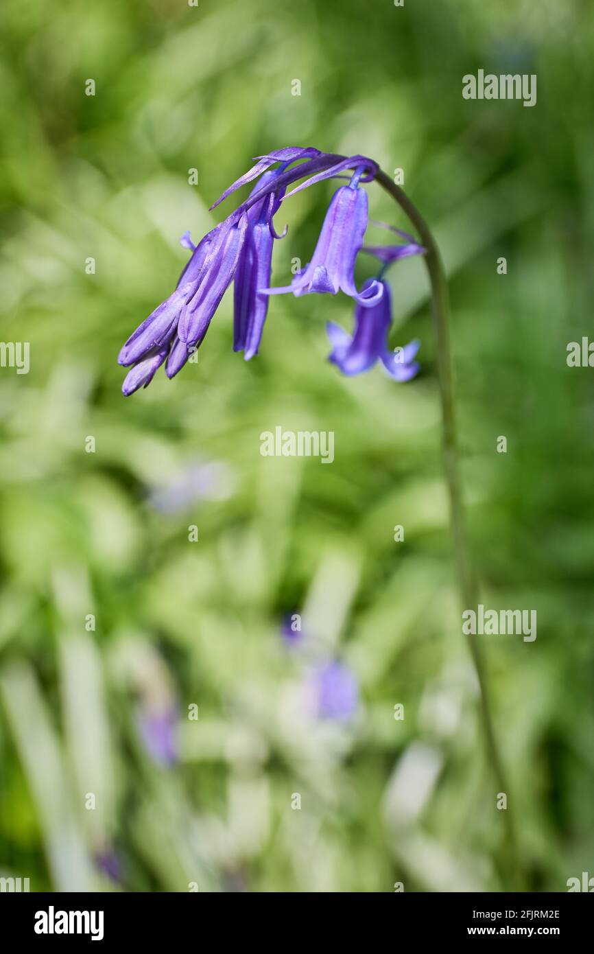 Irish wildflowers wild flowers hi-res stock photography and images - Alamy