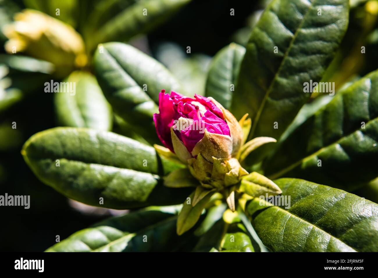 A Rhododendron Rocket Bud, growing in a Country Garden Stock Photo - Alamy