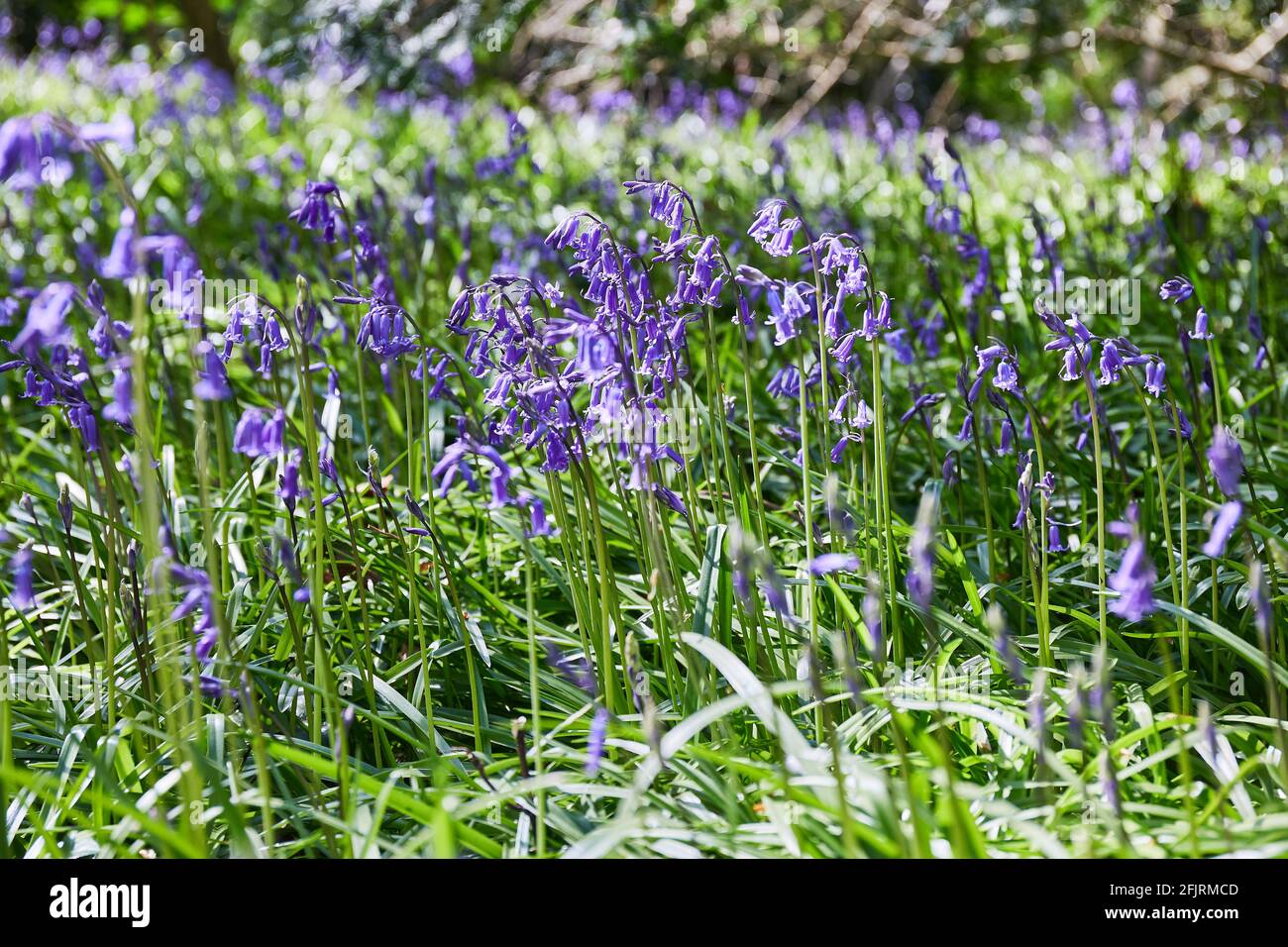 group of bluebells, Hyacinthoides, wild flowers in blooming in a forest ...