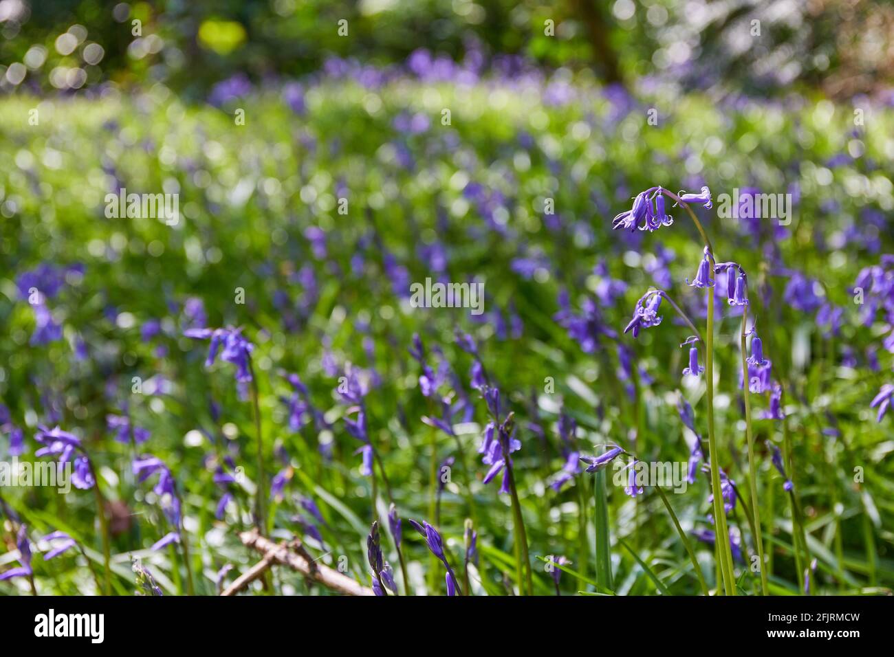 group of bluebells, Hyacinthoides, wild flowers in blooming in a forest ...