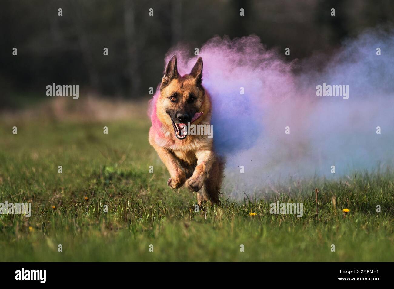 Dog runs through a green clearing with dry colors of holi turning into ...