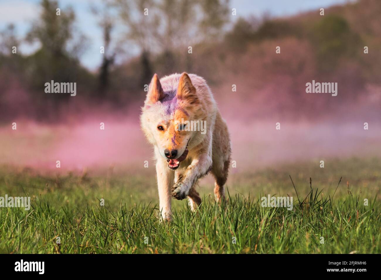 Dog runs through a green clearing with dry colors of holi turning into ...