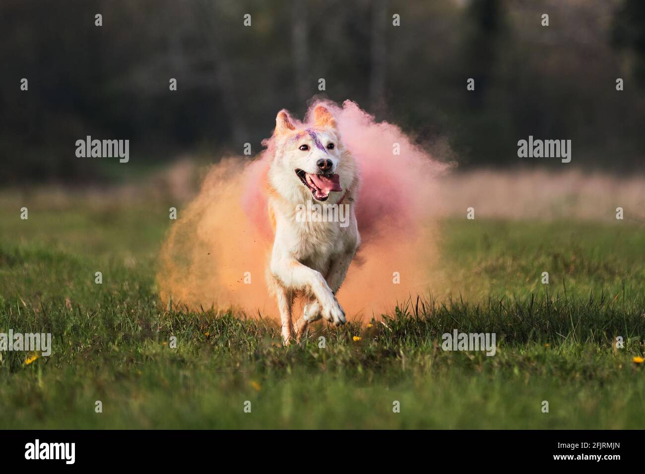 Dog runs through a green clearing with dry colors of holi turning into ...