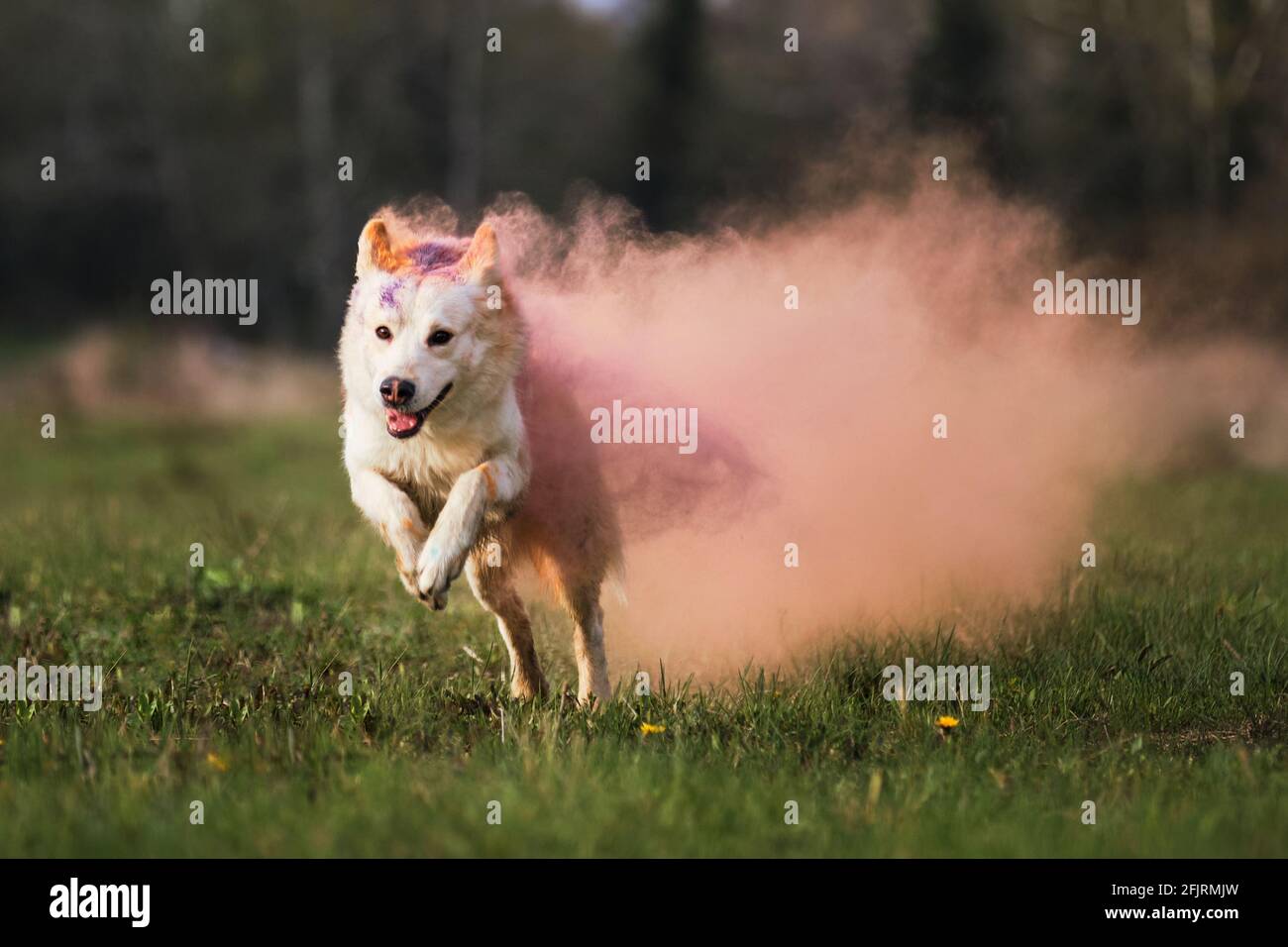 Dog runs through a green clearing with dry colors of holi turning into ...