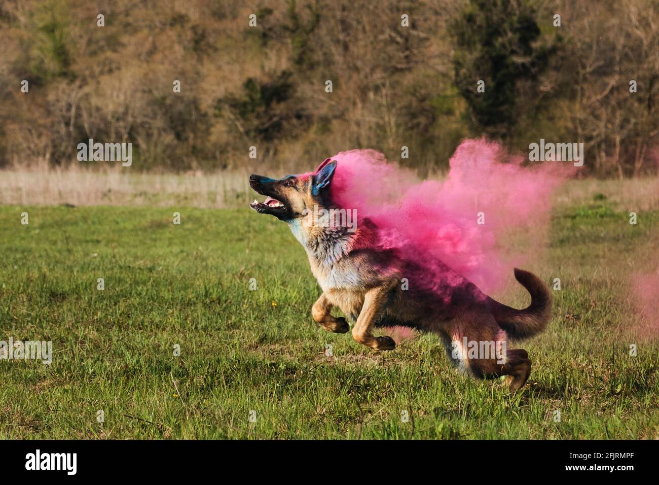 Dog runs through a green clearing with dry colors of holi turning into ...