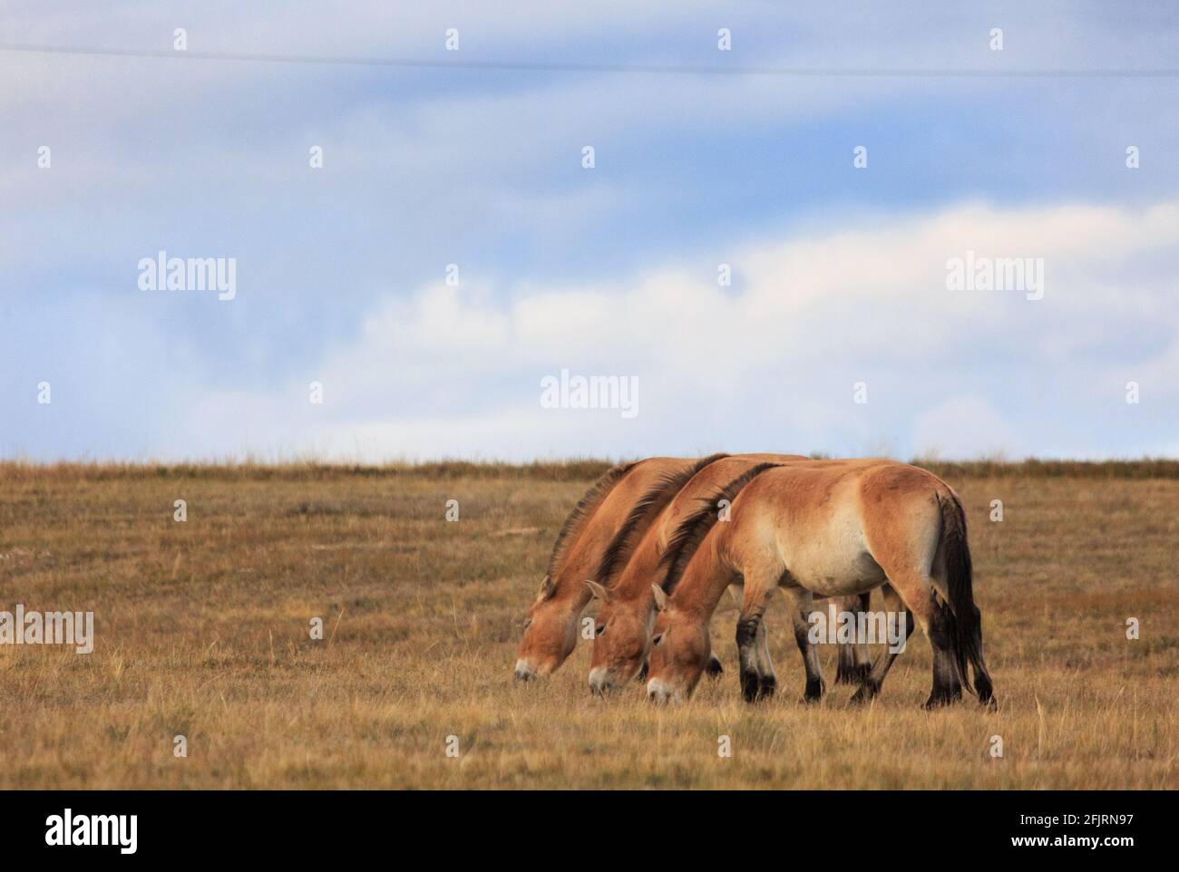 Przhivalski's horse in Mongolia. Mongolian steppe. landscape Stock ...