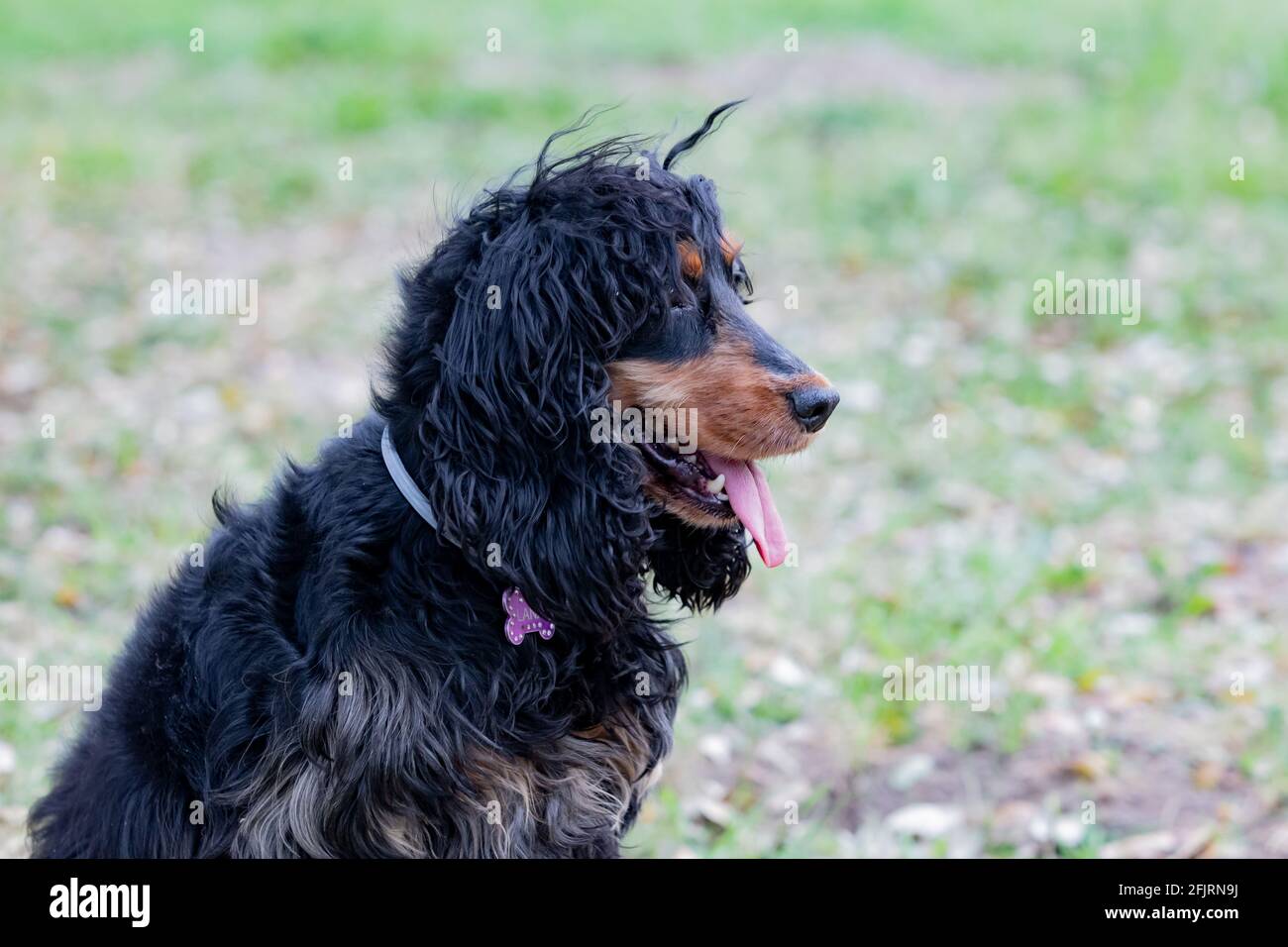 Adorable black Cocker Spaniel outside wearing a collar wiht a pink bone ...