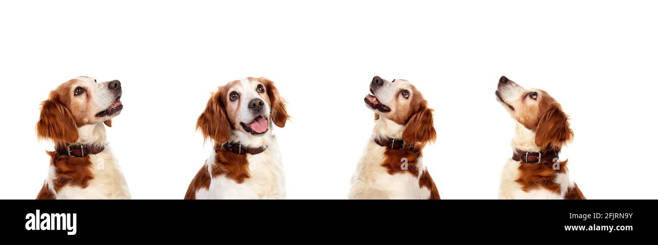 Four pensive equal dogs isolated on a white background Stock Photo - Alamy