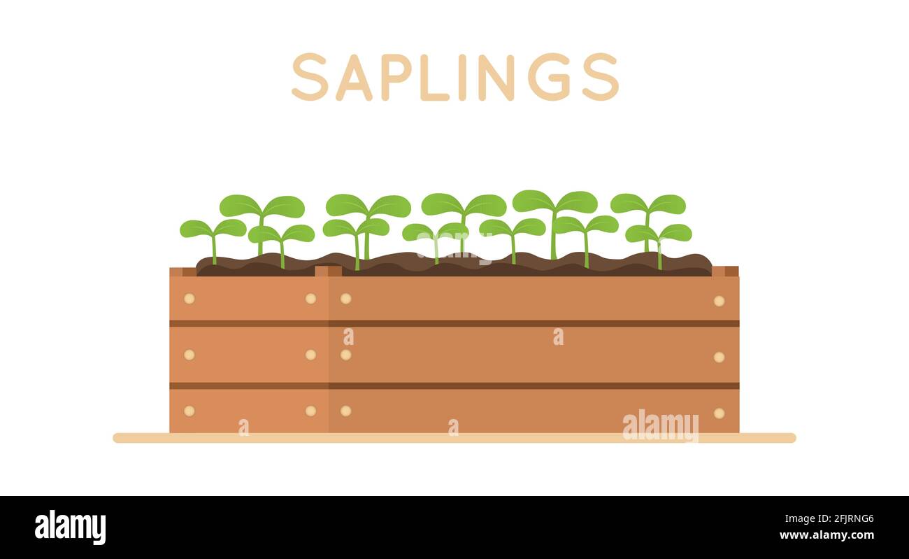 Sapling in wooden box. Vector design illustration isolated on white ...