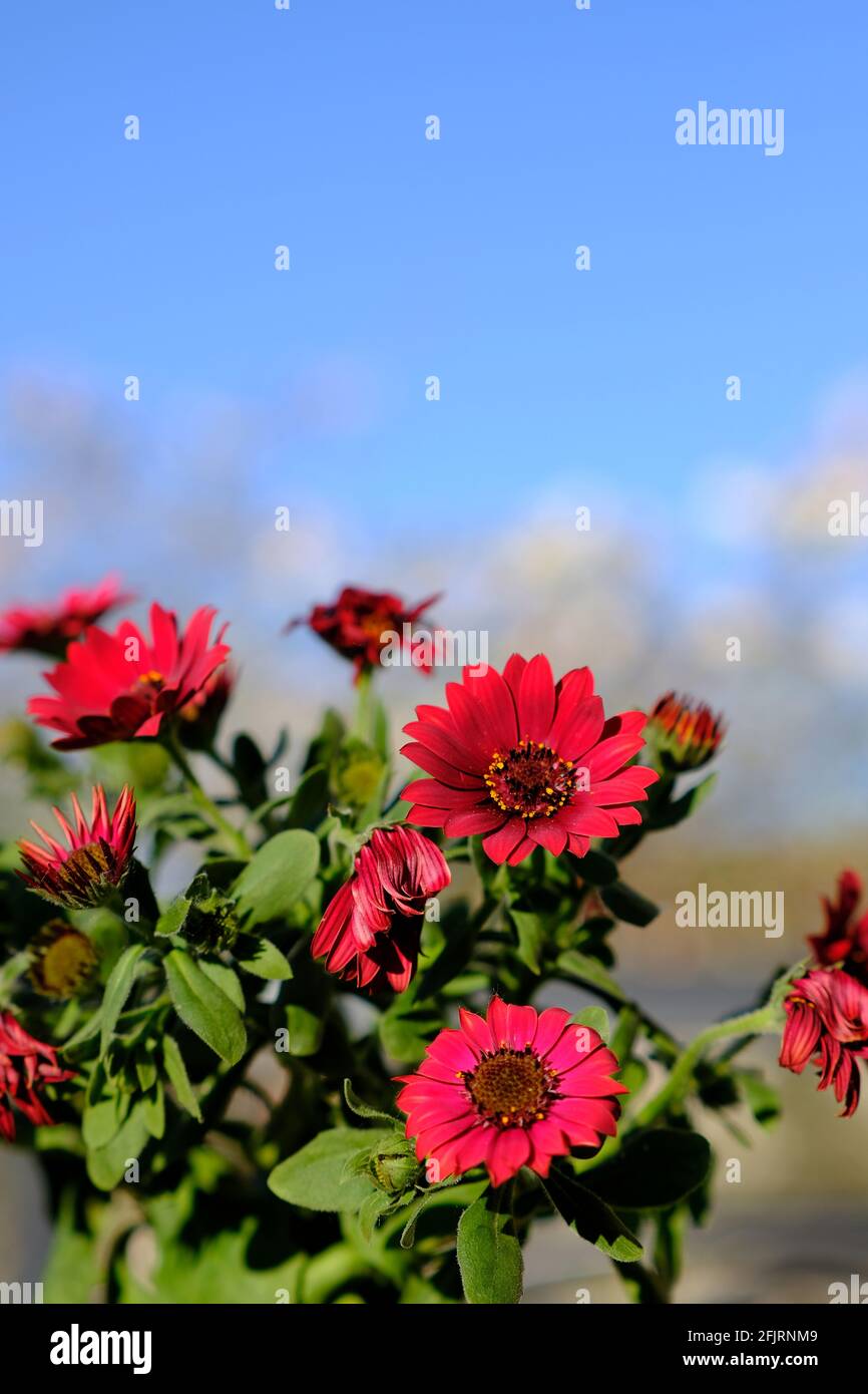 Osteospermum Red High Resolution Stock Photography and Images - Alamy
