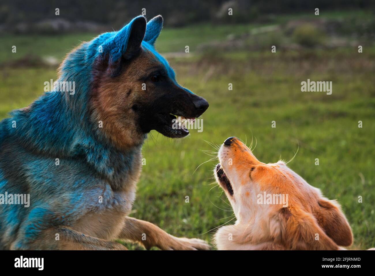 Indian color paint festival and outdoor dog walk in park. German ...