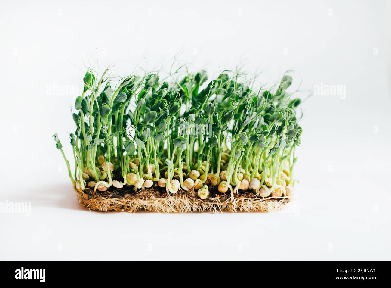 Microgreens sprouts isolated on white background. Vegan micro sunflower ...